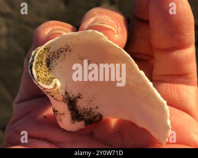Scale-sided Piddock (Parapholas californica) Mollusca Stock Photo - Alamy