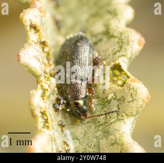 Cucujiform Beetles (Cucujiformia) Insecta Stock Photo - Alamy