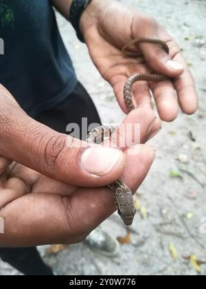 Boddaert's Tropical Racer (Mastigodryas boddaerti Stock Photo - Alamy