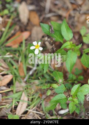 White beggarticks (Bidens alba) Plantae Stock Photo - Alamy