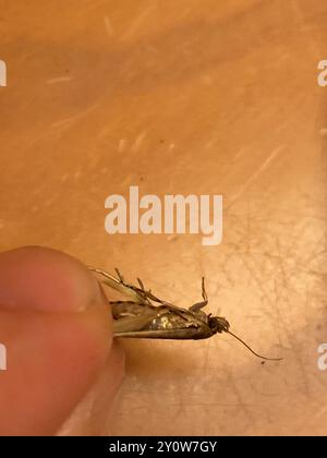 Sugar-cane Moth (Opogona sacchari) Insecta Stock Photo - Alamy