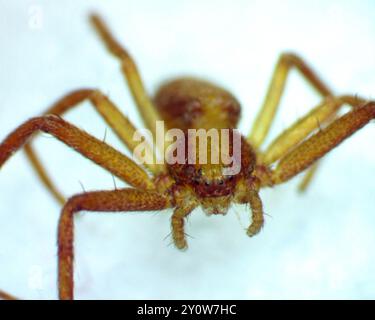 White-striped Running Crab Spider (Philodromus rufus) Arachnida Stock ...