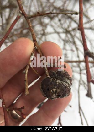 Blueberry Stem Gall Wasp (Hemadas nubilipennis) Insecta Stock Photo - Alamy