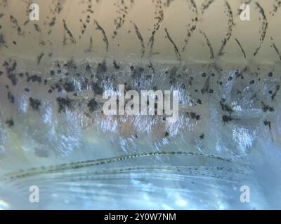 Mimic Shiner (Paranotropis volucellus) Actinopterygii Stock Photo - Alamy