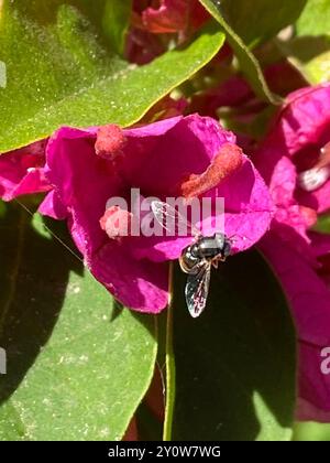 (Paragus tibialis) Insecta Stock Photo - Alamy