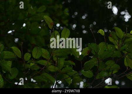 (Ficus nervosa) Plantae Stock Photo - Alamy