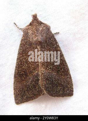 Sunflower Borer Moth (Papaipema necopina Stock Photo - Alamy