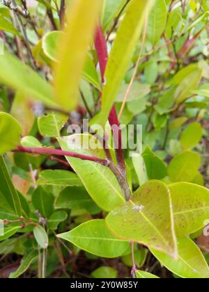 fetterbush lyonia (Lyonia lucida) Plantae Stock Photo - Alamy