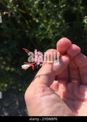 Southern Beeblossom (Oenothera simulans) Plantae Stock Photo - Alamy