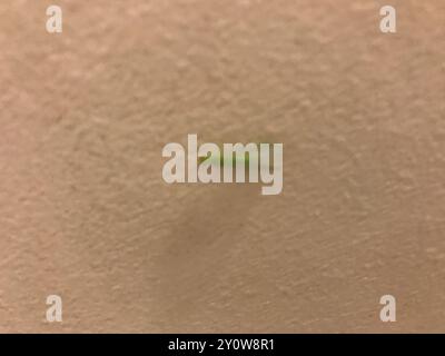 (Chrysoperla externa) Insecta Stock Photo - Alamy