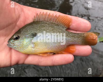 Longear Sunfish Complex (Lepomis megalotis) Actinopterygii Stock Photo ...