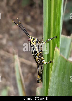 Variegated grasshopper (Zonocerus variegatus) Insecta Stock Photo - Alamy