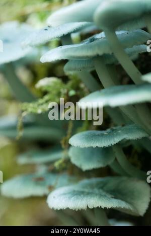 (Clitocybula azurea) Fungi Stock Photo - Alamy