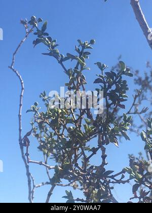 Creosote Bush (Larrea tridentata) Plantae Stock Photo - Alamy