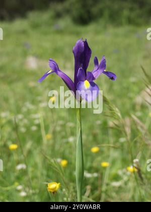 Spanish Iris (Iris xiphium) Plantae Stock Photo - Alamy