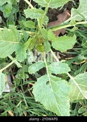 charlock (Mutarda arvensis) Plantae Stock Photo - Alamy