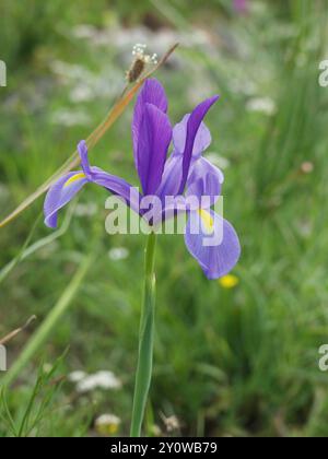 Spanish Iris (Iris xiphium) Plantae Stock Photo - Alamy