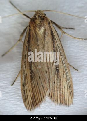Narrow-winged Borer Moth (Photedes defecta) Insecta Stock Photo - Alamy