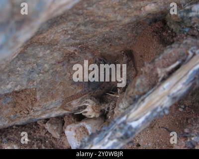 Western Spotted Thick-toed Gecko (Pachydactylus carinatus) Reptilia ...