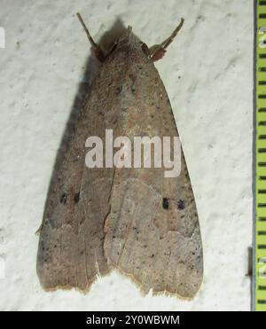 Angled Gem (Anomis sabulifera) Insecta Stock Photo - Alamy