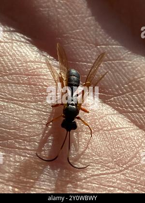 (Syspasis scutellator) Insecta Stock Photo - Alamy
