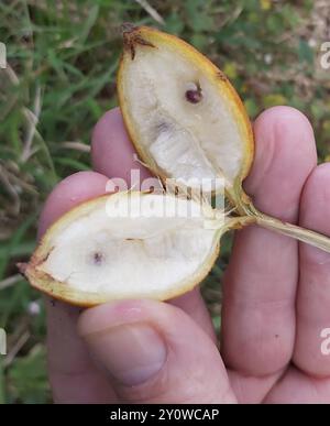 piñuela (Bromelia pinguin) Plantae Stock Photo - Alamy