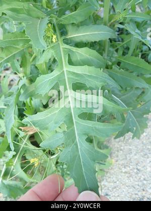 London rocket (Sisymbrium irio) Plantae Stock Photo - Alamy