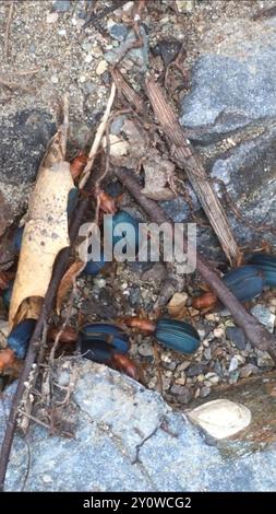 Bombardier Beetles (Brachinus) Insecta Stock Photo - Alamy