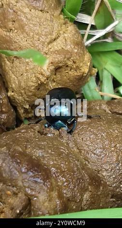 Dung Rollers (Canthon) Insecta Stock Photo - Alamy