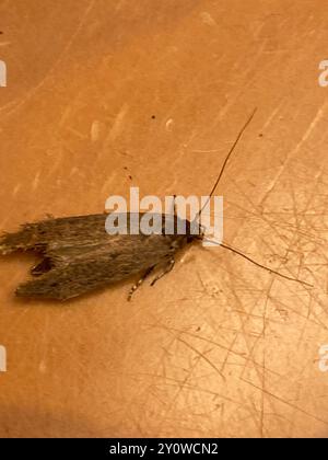Sugar-cane Moth (Opogona sacchari) Insecta Stock Photo - Alamy