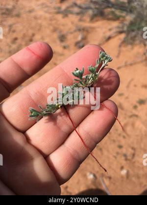 Redroot Cryptantha (Eremocarya micrantha), Plantae, Ocotillo Cir ...