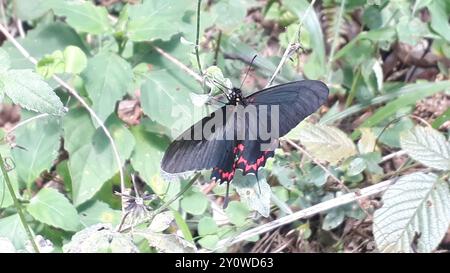 (Mimoides lysithous) Insecta Stock Photo - Alamy