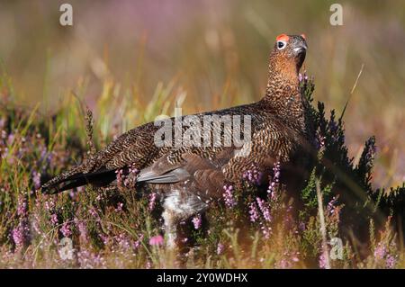 RED GROUSE, Scotland, UK Stock Photo - Alamy