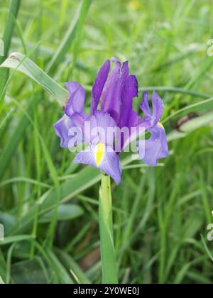 Spanish Iris (Iris xiphium) Plantae Stock Photo - Alamy