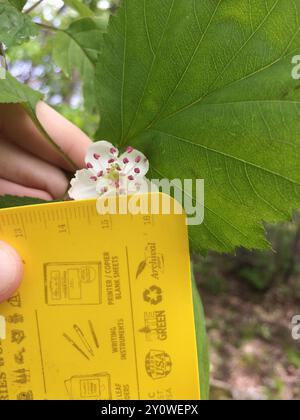 Schuette's Hawthorn (Crataegus schuettei) Plantae Stock Photo - Alamy