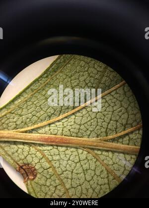 Brainerd's Hawthorn (Crataegus brainerdii) Plantae Stock Photo - Alamy