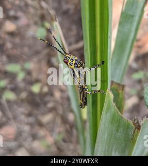 Variegated grasshopper (Zonocerus variegatus) Insecta Stock Photo - Alamy