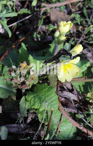 Polyanthus (Primula × polyantha) Plantae Stock Photo - Alamy