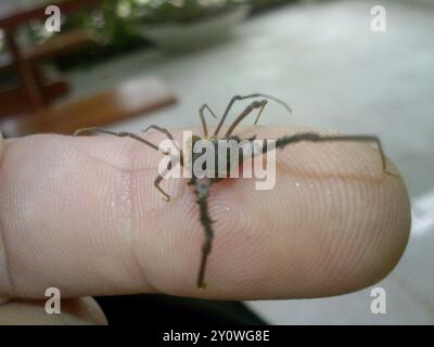(Mischonyx squalidus) Arachnida Stock Photo - Alamy