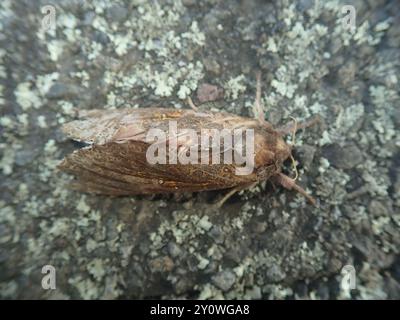 Forest Porina (Dumbletonius) Insecta Stock Photo - Alamy