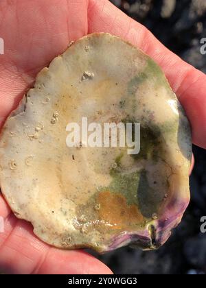 Giant Rock Scallop (Crassadoma gigantea) Mollusca Stock Photo - Alamy
