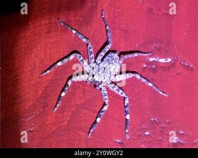 (Selenops mexicanus) Arachnida Stock Photo - Alamy