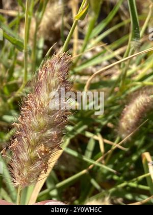 buffelgrass (Cenchrus ciliaris) Plantae Stock Photo - Alamy