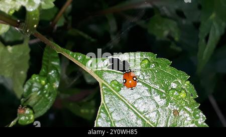 (Alagoasa coccinelloides) Insecta Stock Photo - Alamy