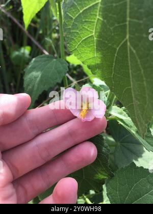 Saltmarsh mallow (Kosteletzkya pentacarpos) Plantae Stock Photo - Alamy