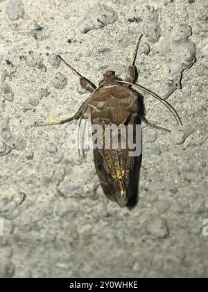 Bilobed Looper Moth (Megalographa biloba) Insecta Stock Photo - Alamy