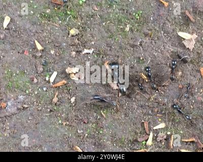 (Labidus praedator) Insecta Stock Photo - Alamy