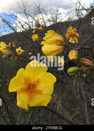 Buttercup Tree (Cochlospermum vitifolium), Plantae, Liberia, CR-GU, CR ...