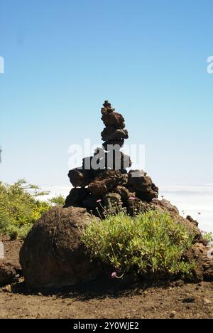 (Pterocephalus porphyranthus) Plantae Stock Photo - Alamy