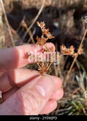 Redpod Rush (Juncus trigonocarpus) Plantae Stock Photo - Alamy